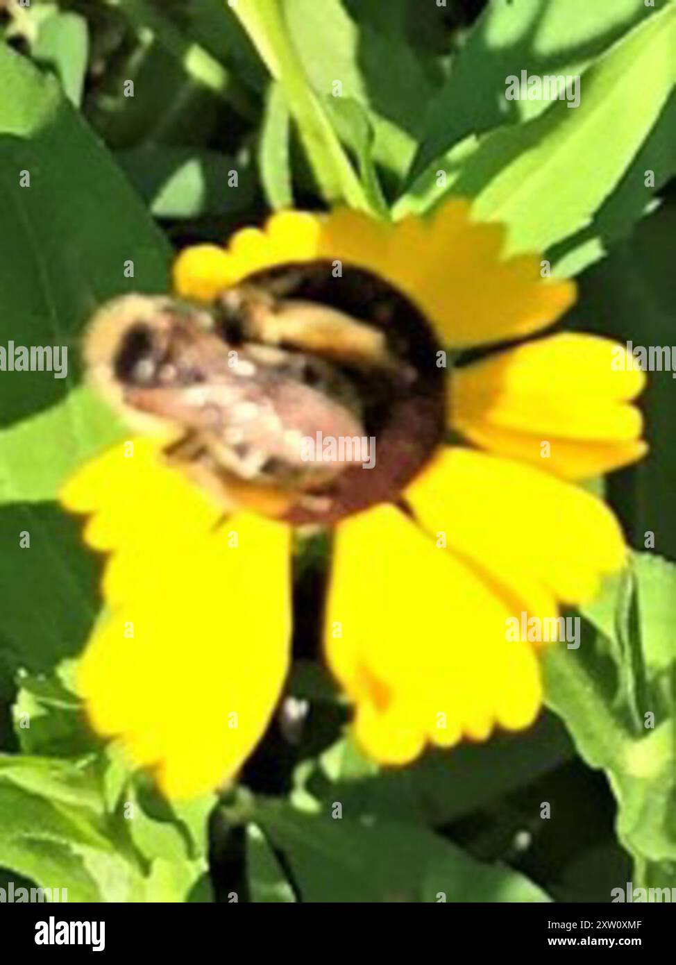 Longhorn Bees (Eucerini) Insecta Stock Photo - Alamy