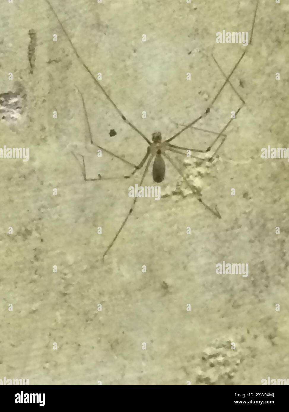 Long-bodied Cellar Spider (Pholcus phalangioides) Arachnida Stock Photo ...
