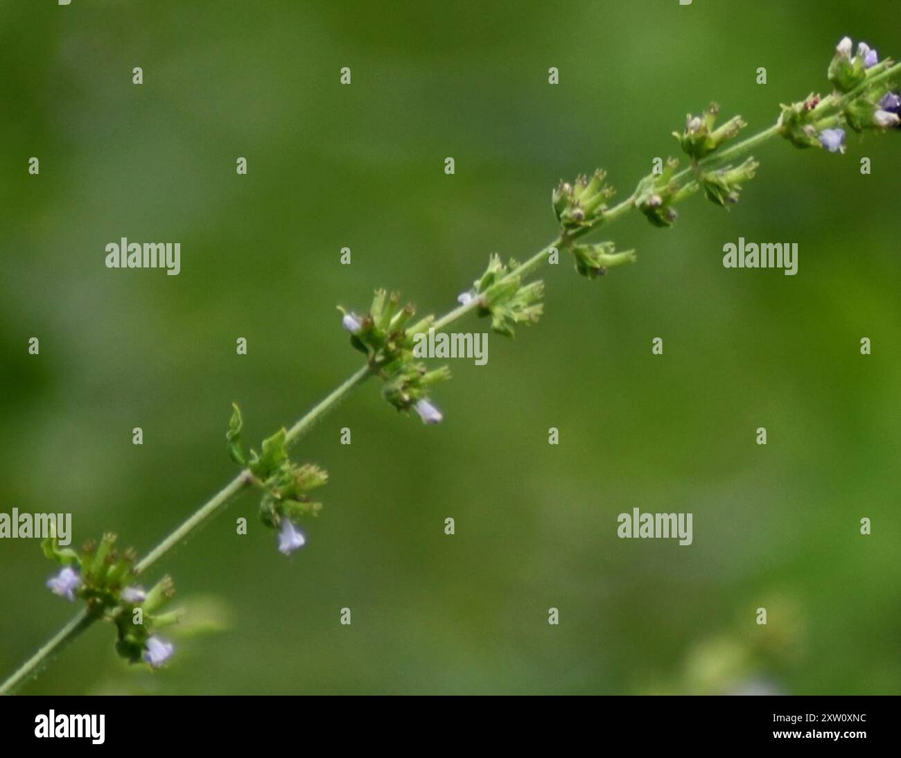 Tropical Bushmint (Hyptis mutabilis) Plantae Stock Photo - Alamy