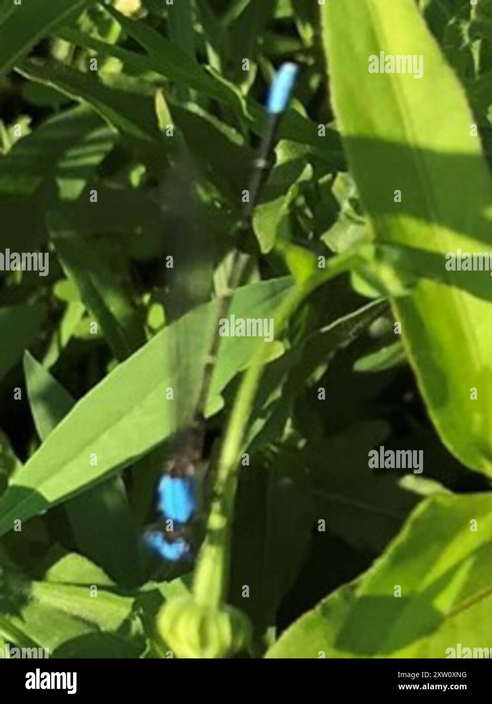 Blue-fronted Dancer (Argia apicalis) Insecta Stock Photo - Alamy