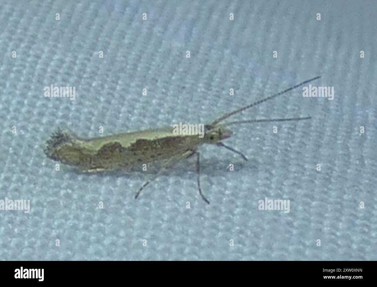 Diamondback Moth (Plutella xylostella) Insecta Stock Photo - Alamy