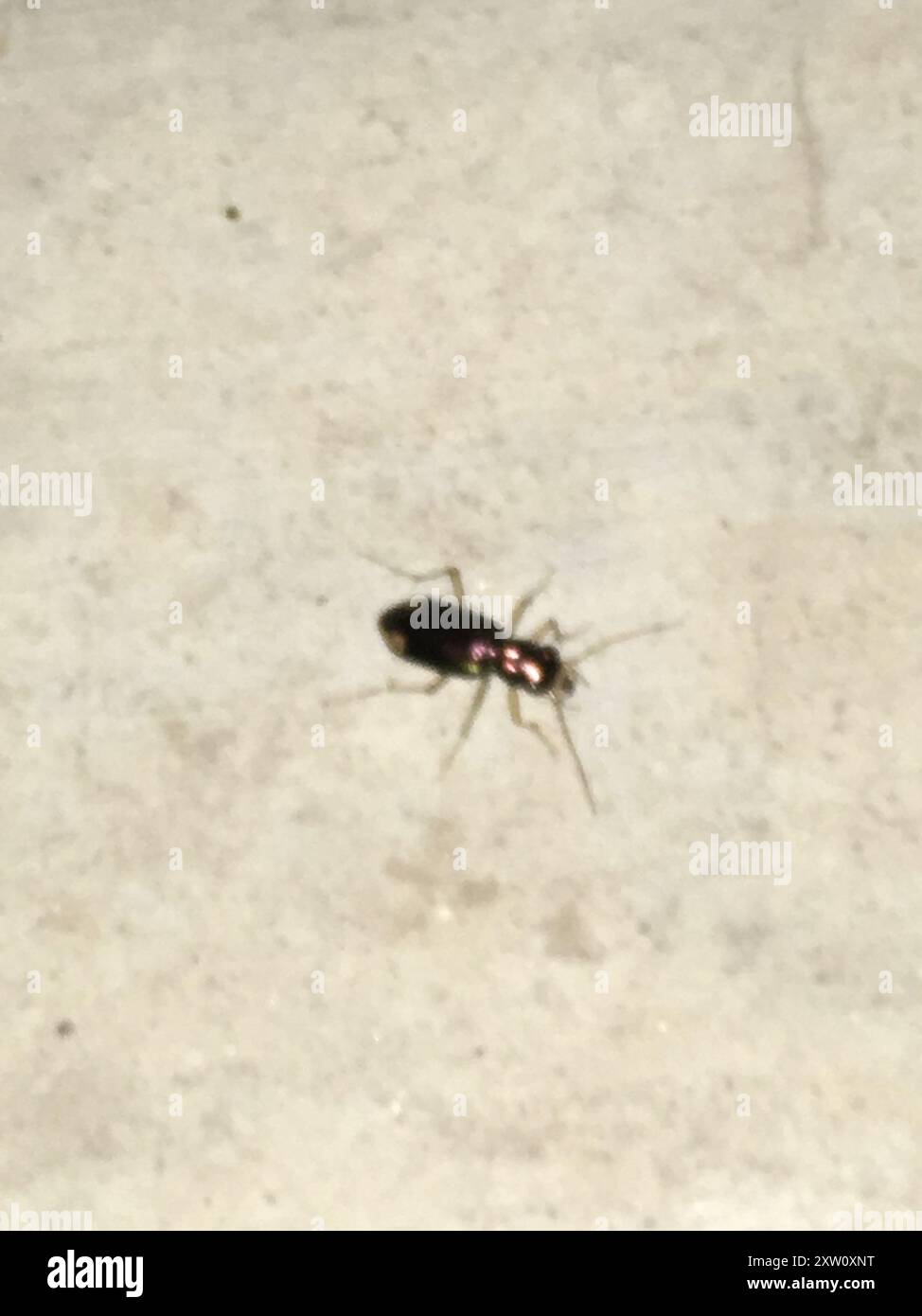 Carolina Metallic Tiger Beetle (Tetracha carolina) Insecta Stock Photo ...