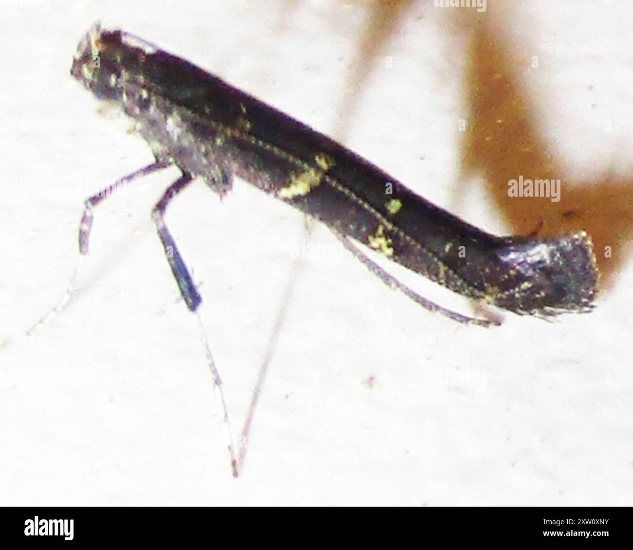 Leaf Blotch Miner Moths (Gracillariidae) Insecta Stock Photo - Alamy