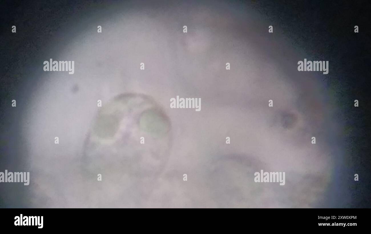 (Inosperma neobrunnescens) Fungi Stock Photo - Alamy