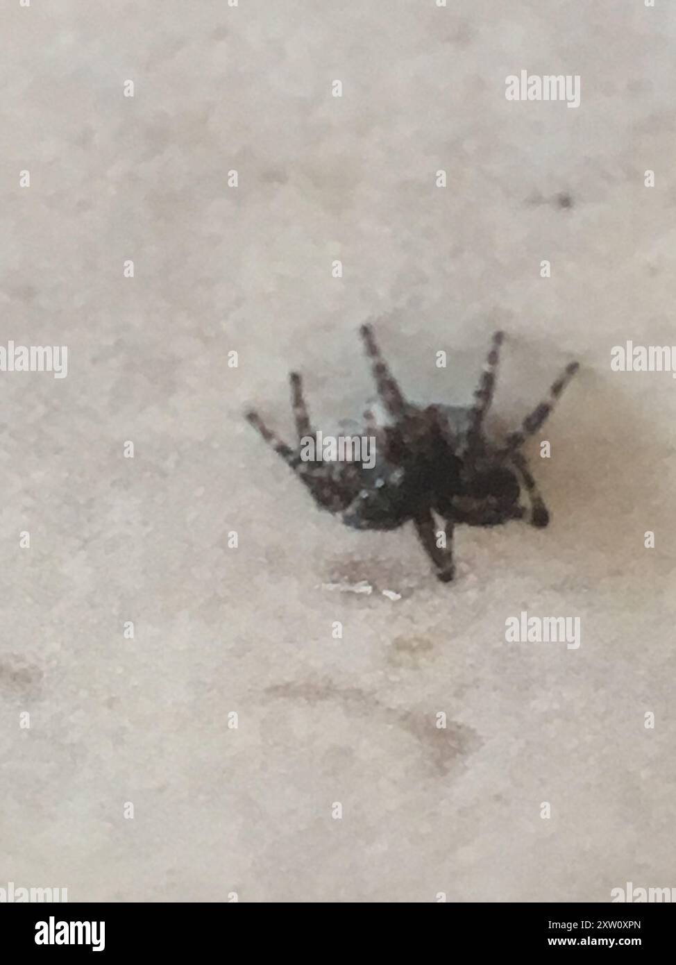 Downy jumping spider (Attulus pubescens) Arachnida Stock Photo - Alamy