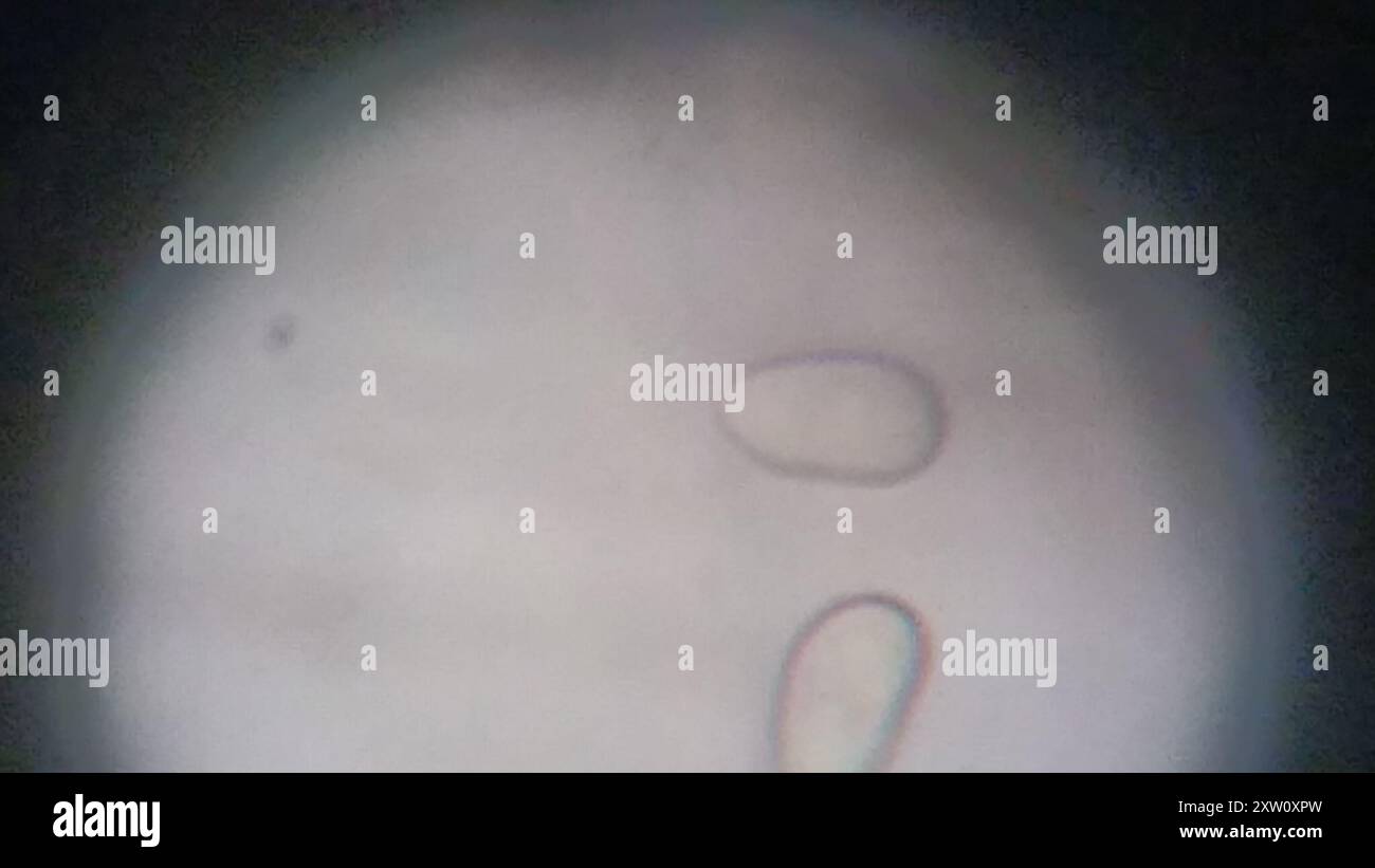 chestnut brittlestem (Homophron spadiceum) Fungi Stock Photo - Alamy