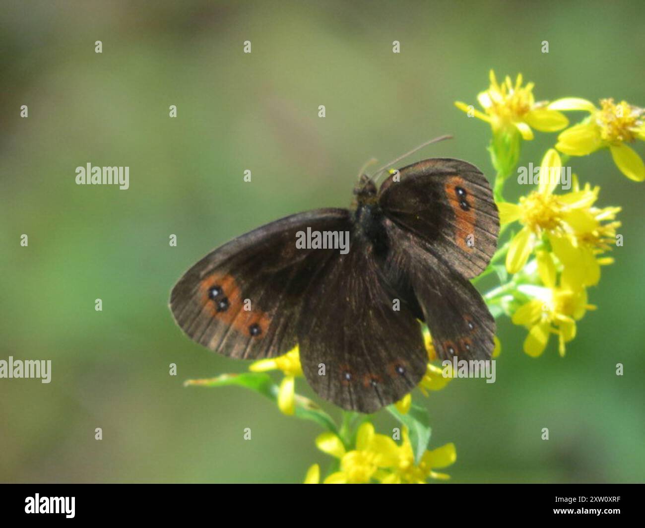 Scotch Argus (Erebia aethiops) Insecta Stock Photo - Alamy