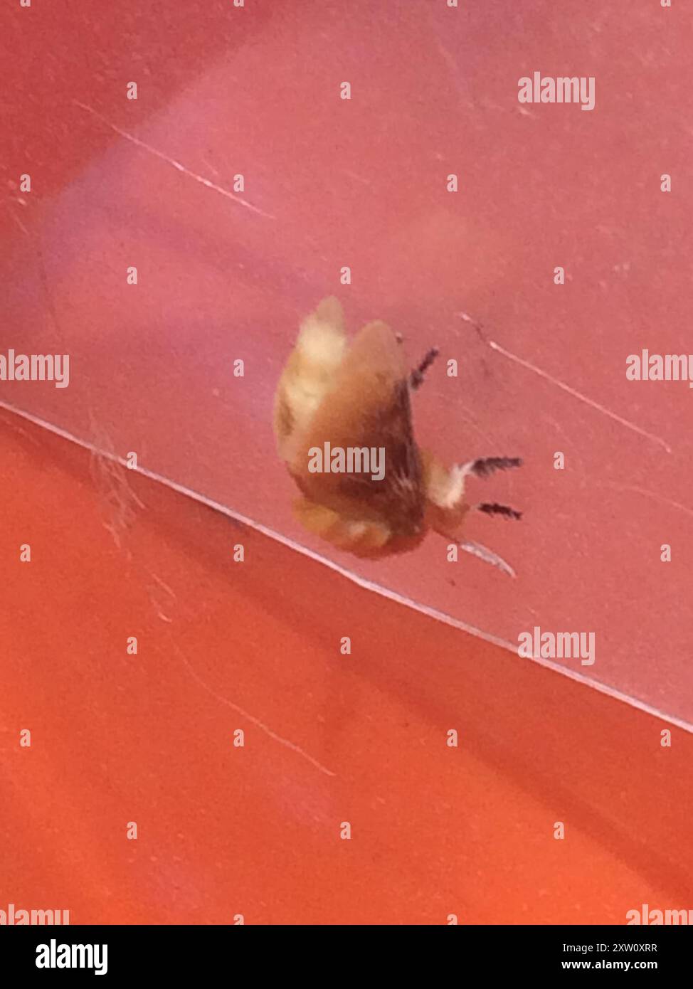 Southern Flannel Moth (Megalopyge opercularis) Insecta Stock Photo - Alamy