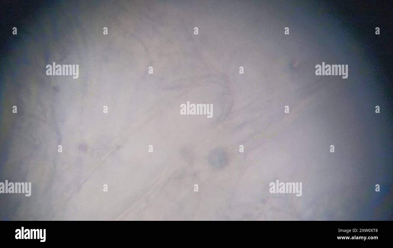 (Inosperma neobrunnescens) Fungi Stock Photo - Alamy