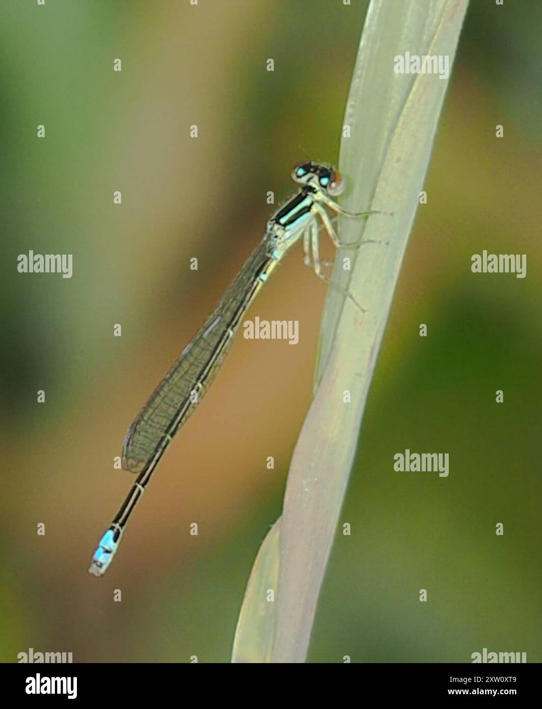 Eastern Forktail (Ischnura verticalis) Insecta Stock Photo - Alamy