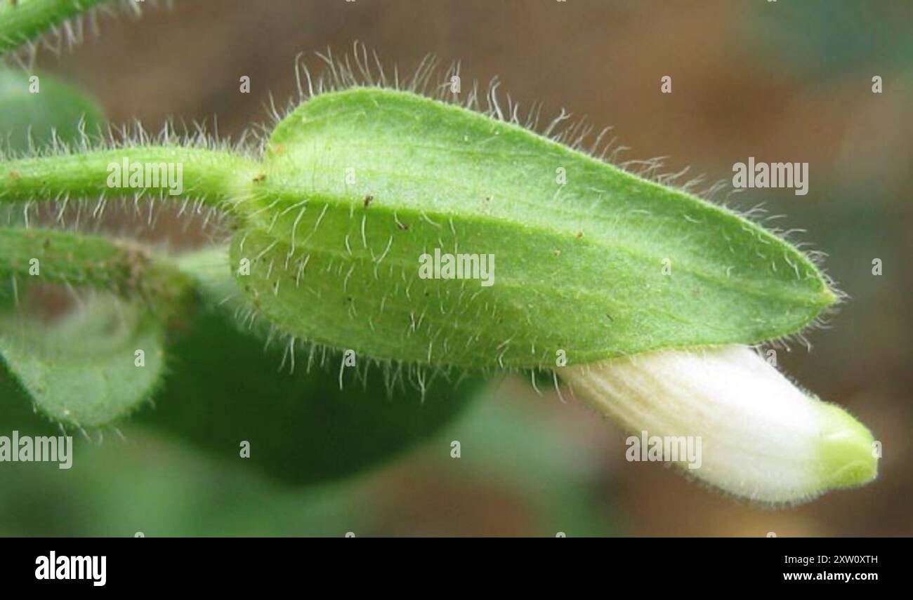 Squarebase Clockvine (Thunbergia neglecta) Plantae Stock Photo - Alamy