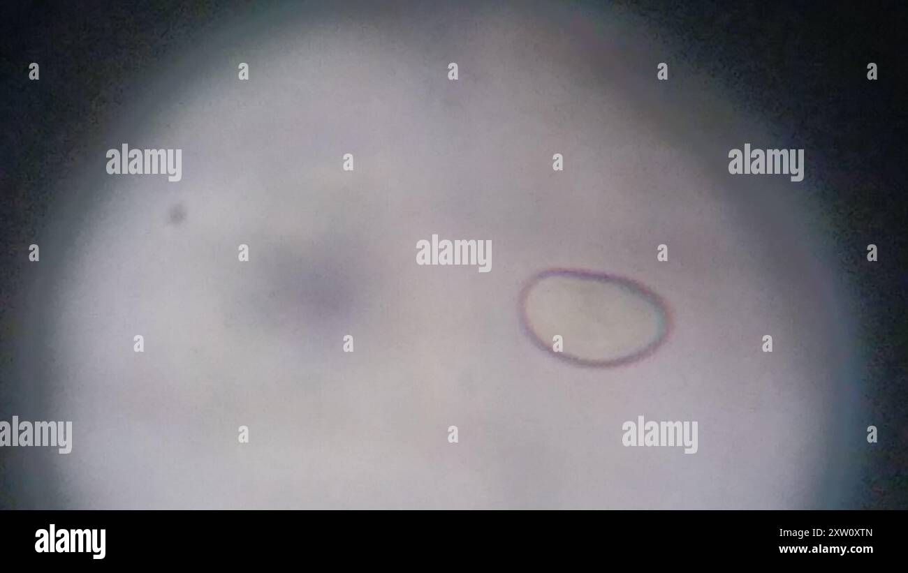 chestnut brittlestem (Homophron spadiceum) Fungi Stock Photo - Alamy