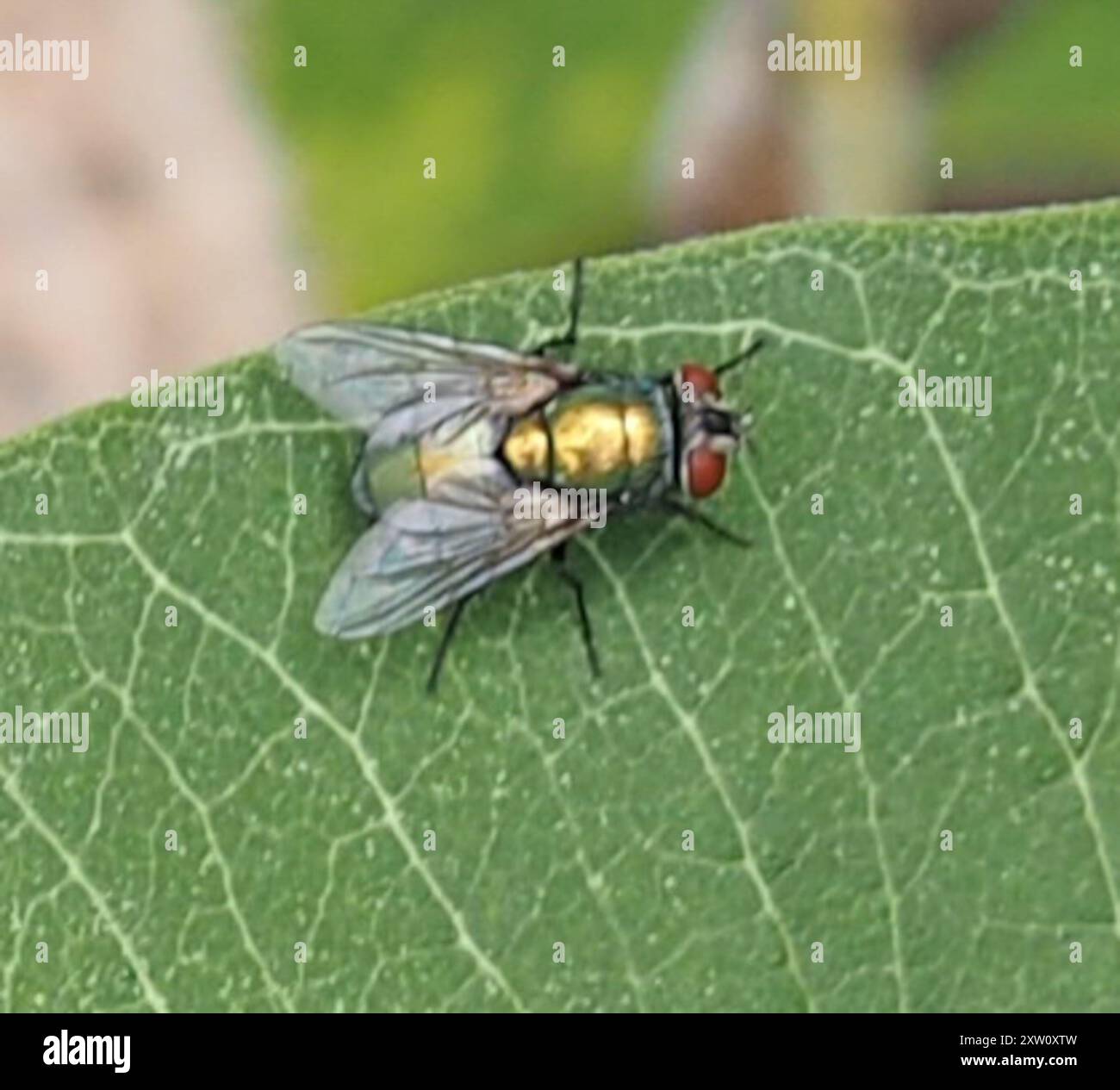 Common European Greenbottle Fly (Lucilia sericata) Insecta Stock Photo ...