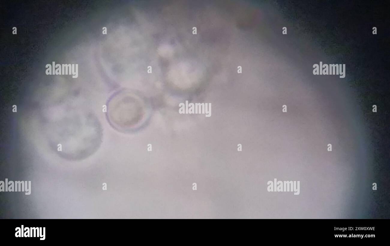 chestnut brittlestem (Homophron spadiceum) Fungi Stock Photo - Alamy