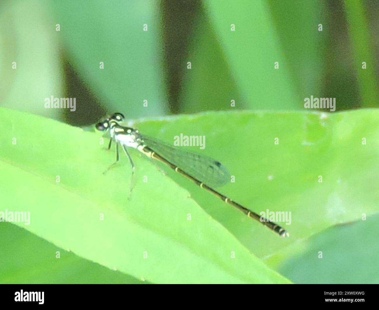 Fragile Forktail (Ischnura posita) Insecta Stock Photo - Alamy