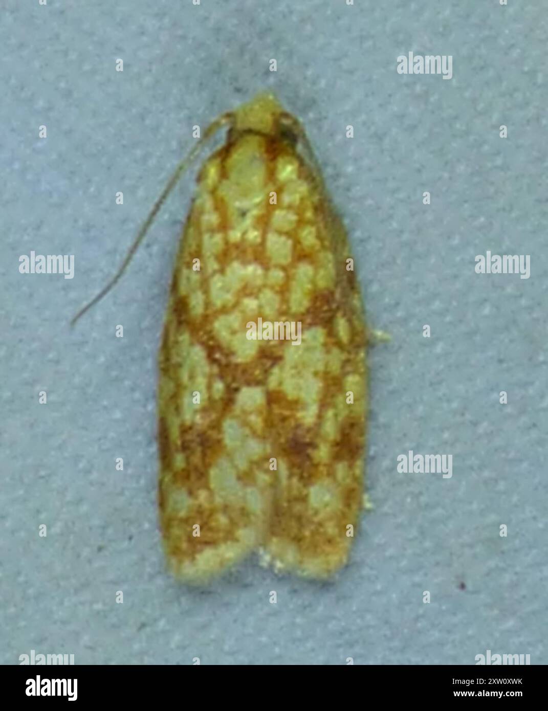 Sparganothis Fruitworm Moth (Sparganothis sulfureana) Insecta Stock ...