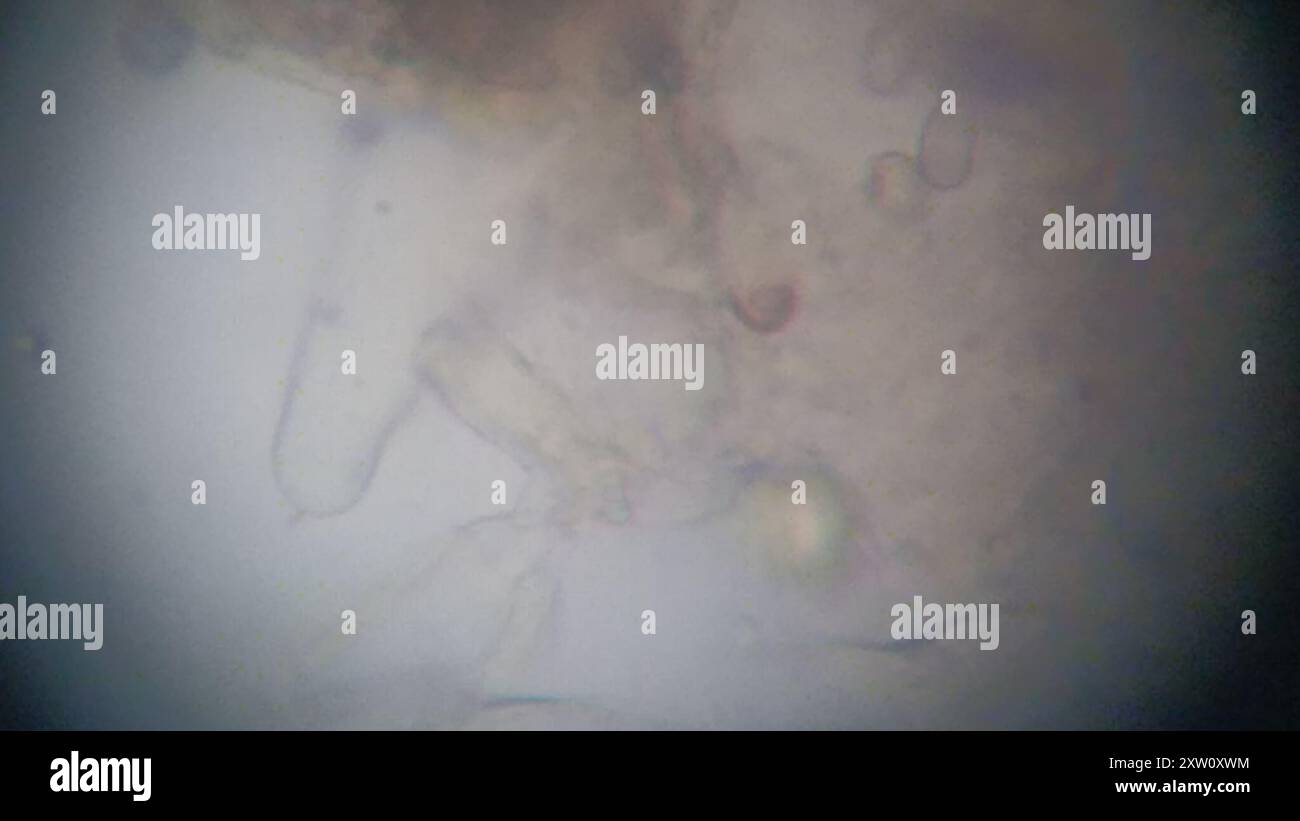 chestnut brittlestem (Homophron spadiceum) Fungi Stock Photo - Alamy