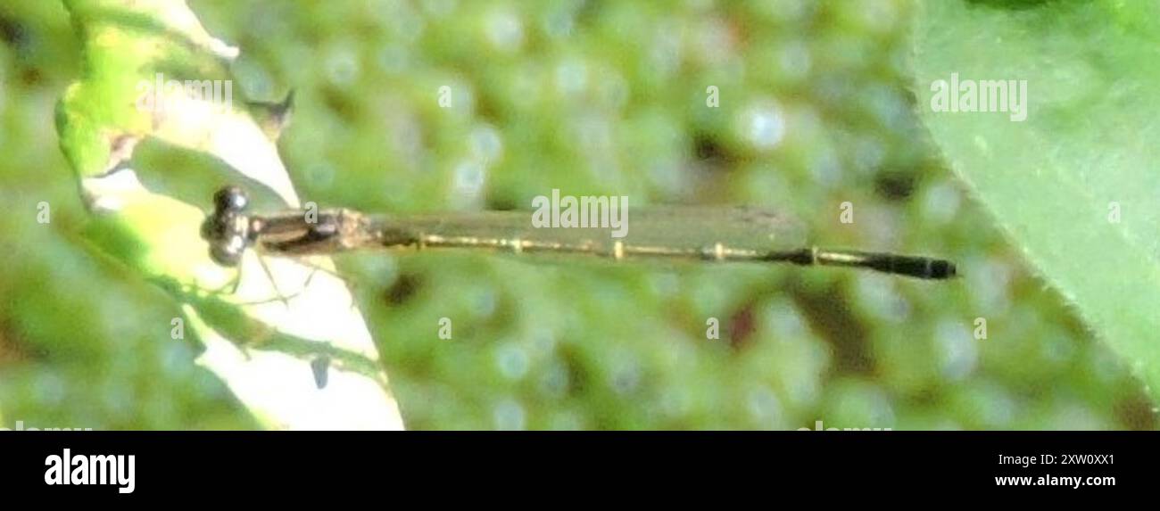 Fragile Forktail (Ischnura posita) Insecta Stock Photo - Alamy