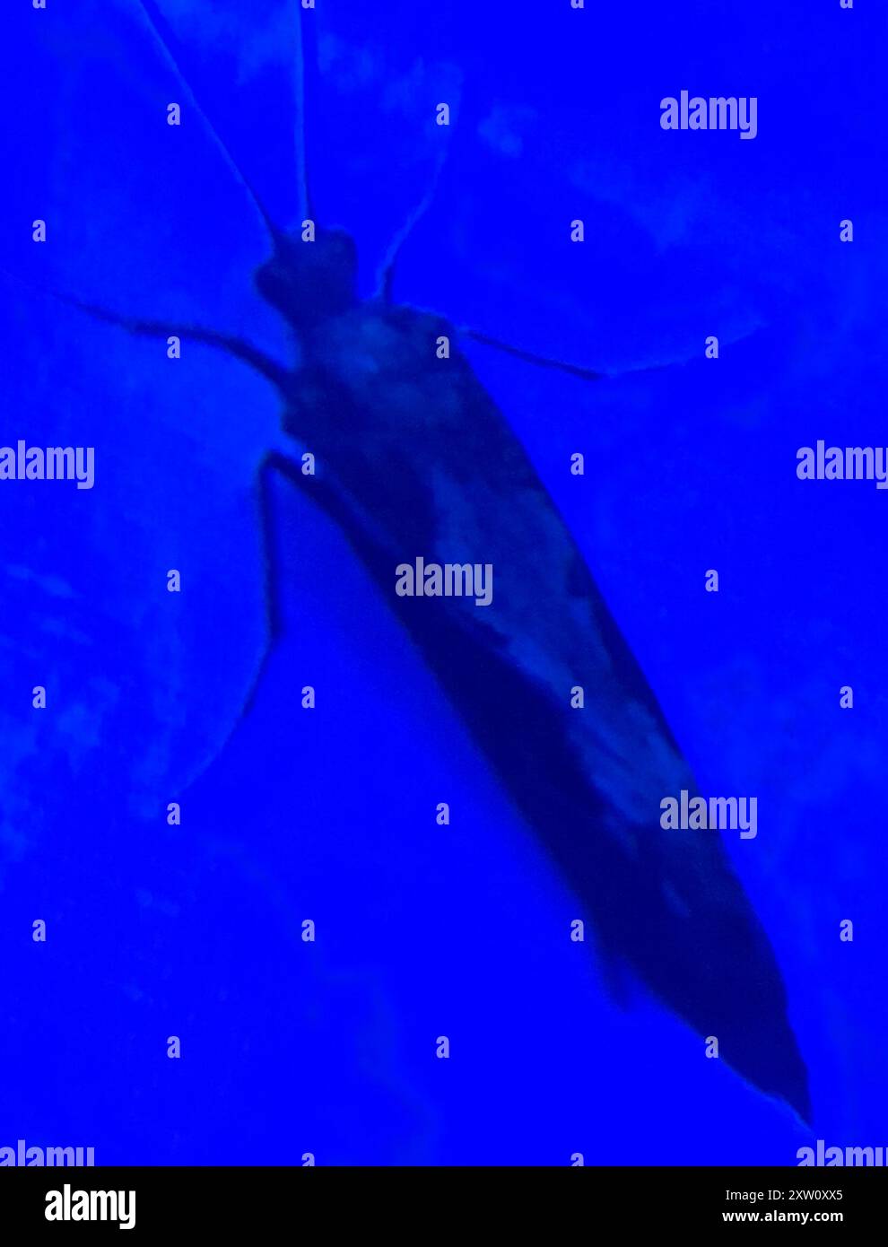 Giant Casemaker Caddisflies (Phryganeidae) Insecta Stock Photo - Alamy