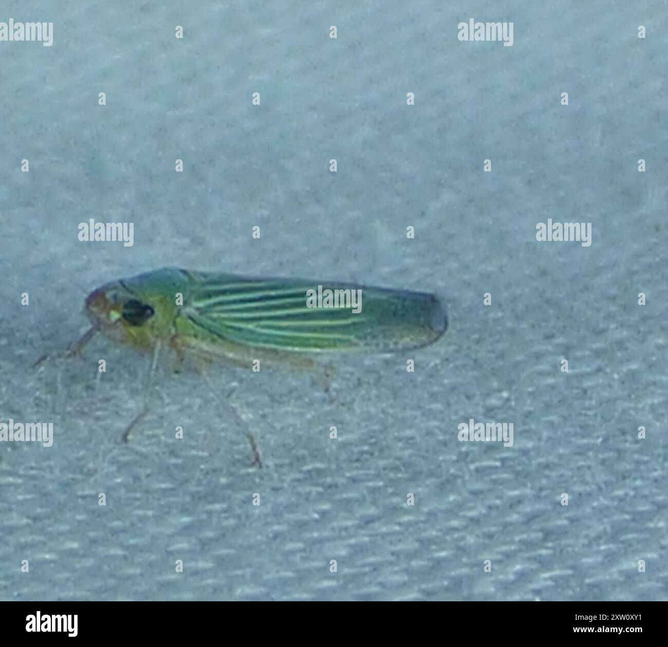 Yellow headed leafhopper hi-res stock photography and images - Alamy