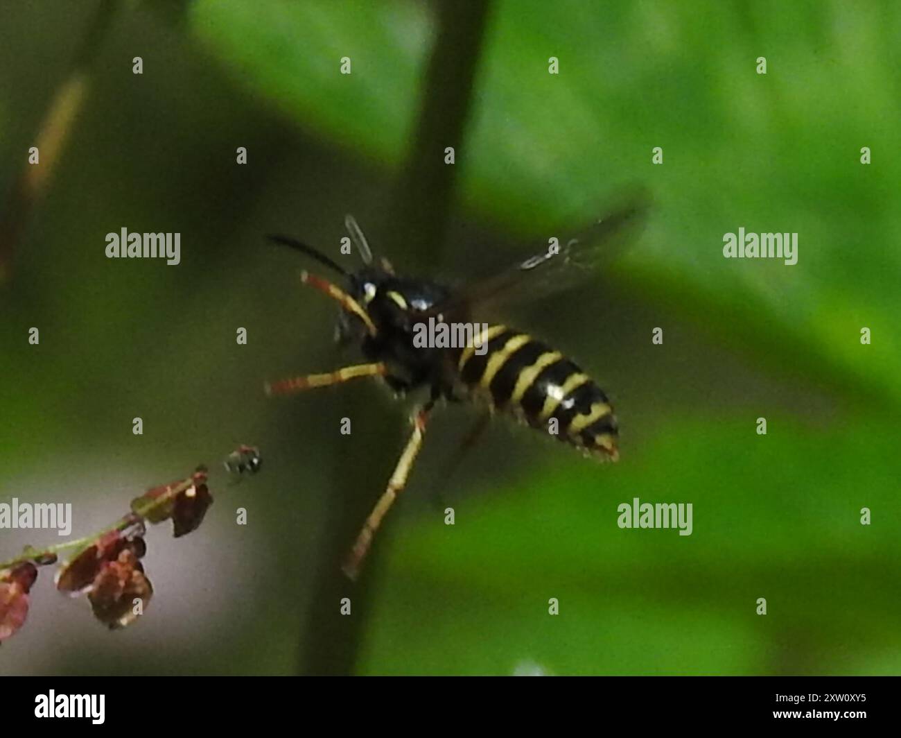 Hornets and Yellowjackets (Vespinae) Insecta Stock Photo - Alamy