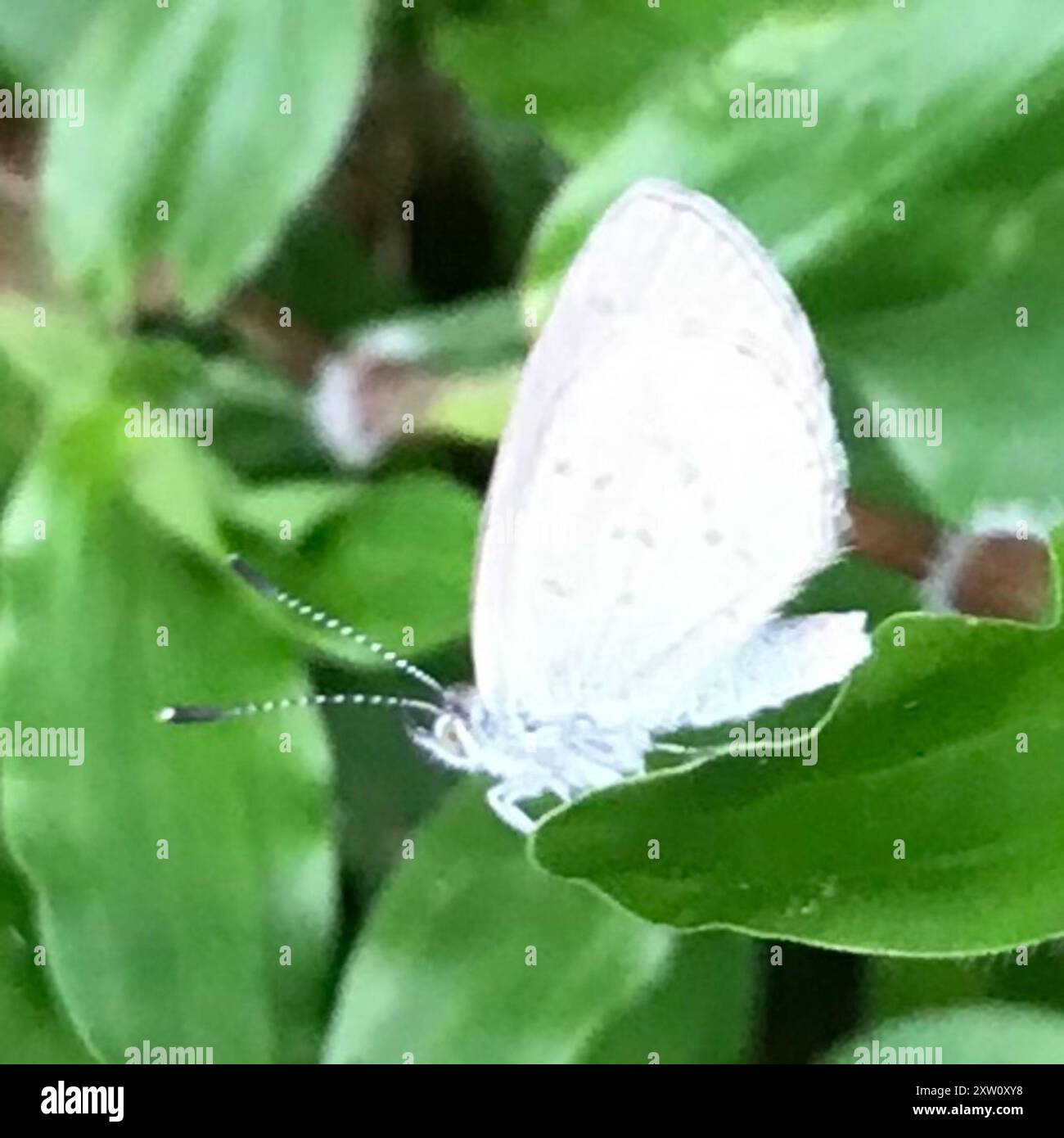 Lesser Grass Blue (Zizina otis) Insecta Stock Photo - Alamy