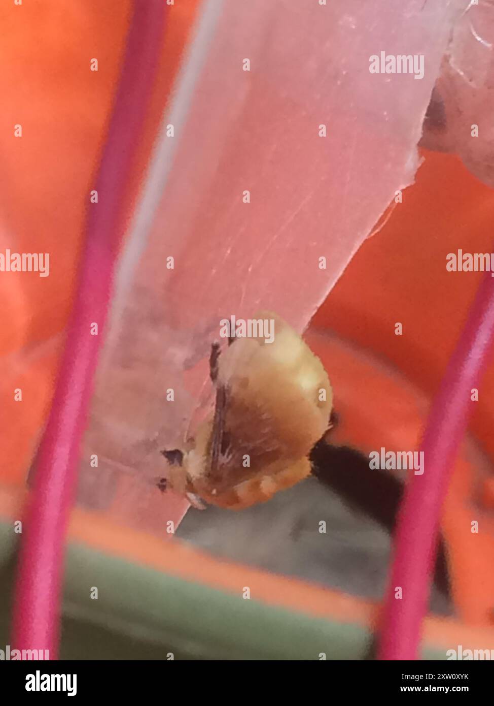 Southern Flannel Moth (Megalopyge opercularis) Insecta Stock Photo - Alamy