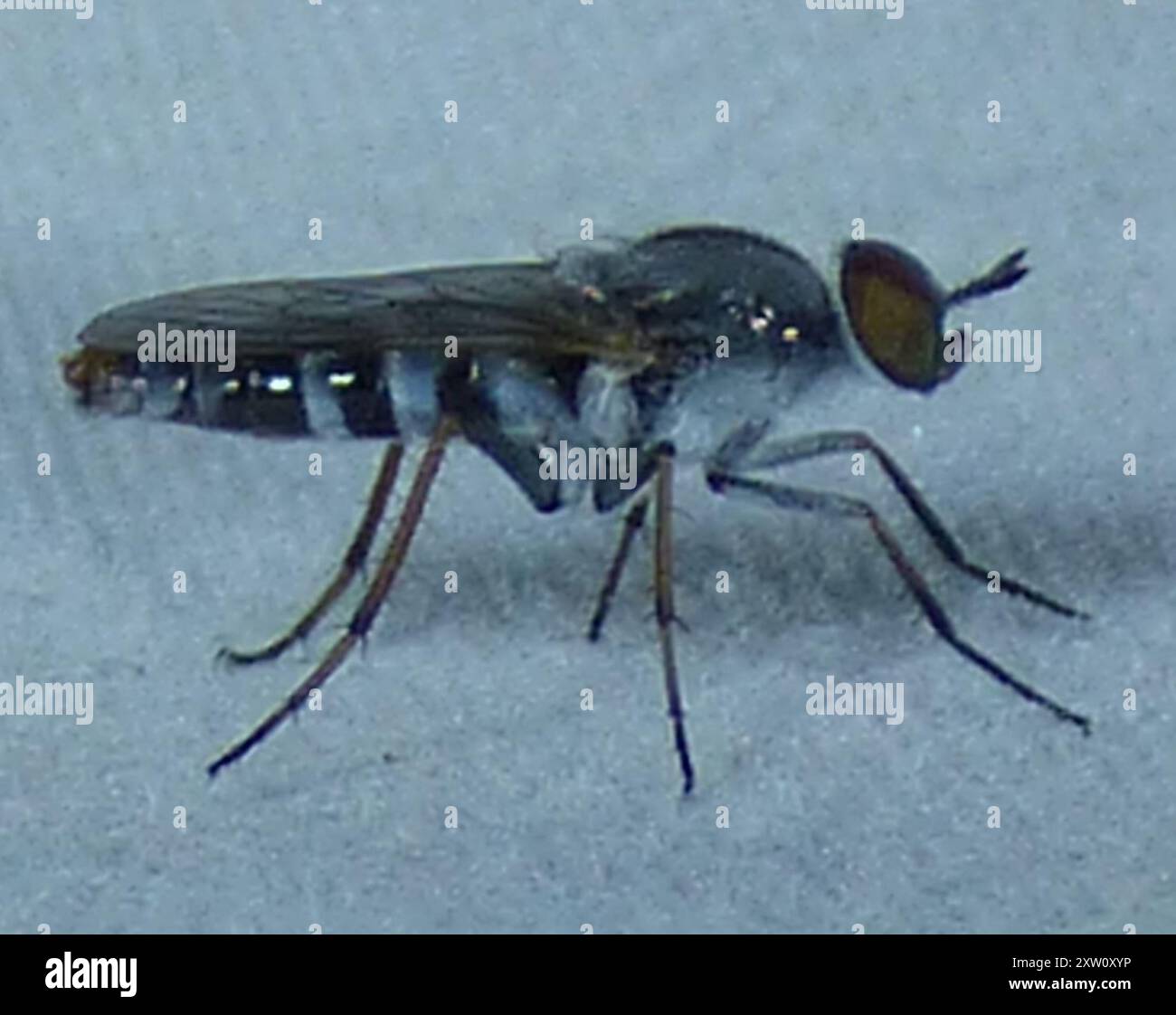Stiletto Flies (Therevidae) Insecta Stock Photo - Alamy
