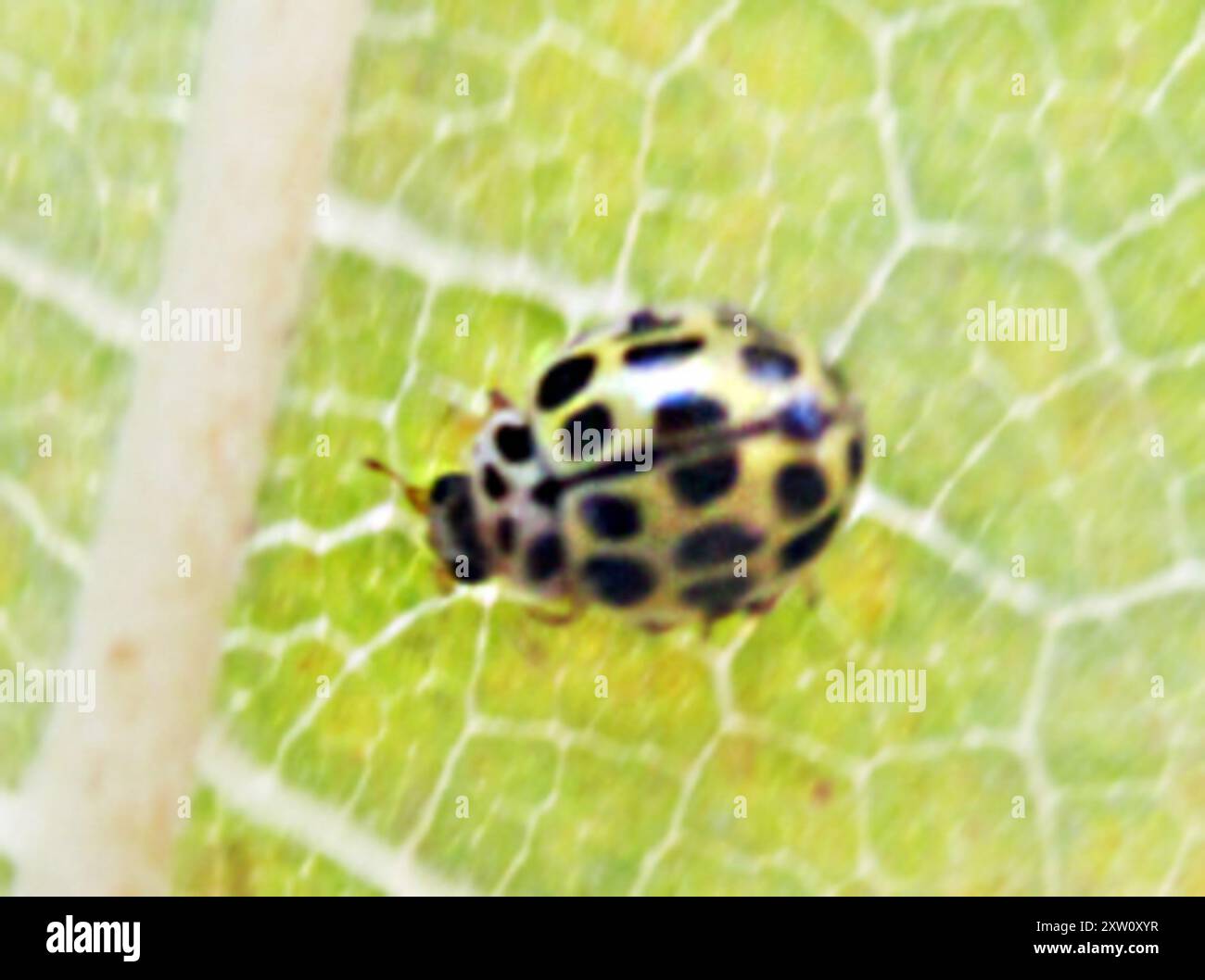 Fungus-eating Lady Beetles (Psyllobora) Insecta Stock Photo - Alamy