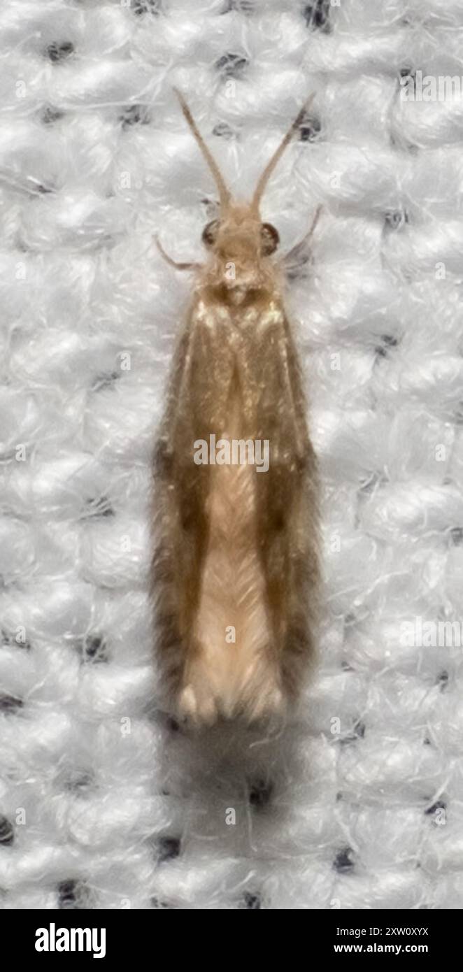 Microcaddisflies (Hydroptilidae) Insecta Stock Photo - Alamy