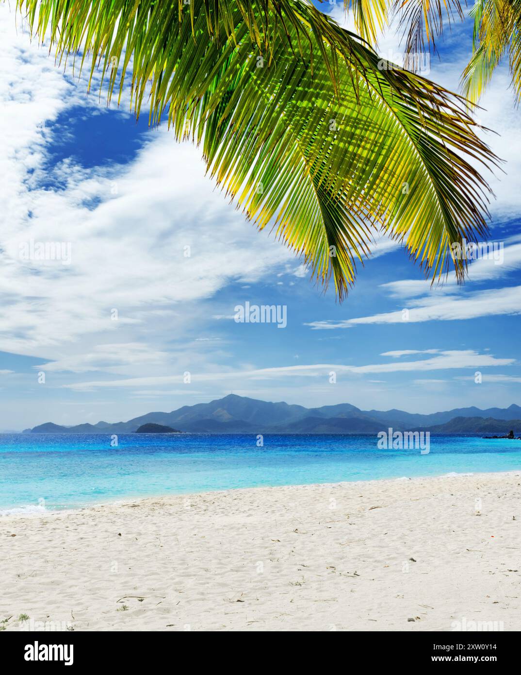 Green tree on white sand beach Stock Photo - Alamy