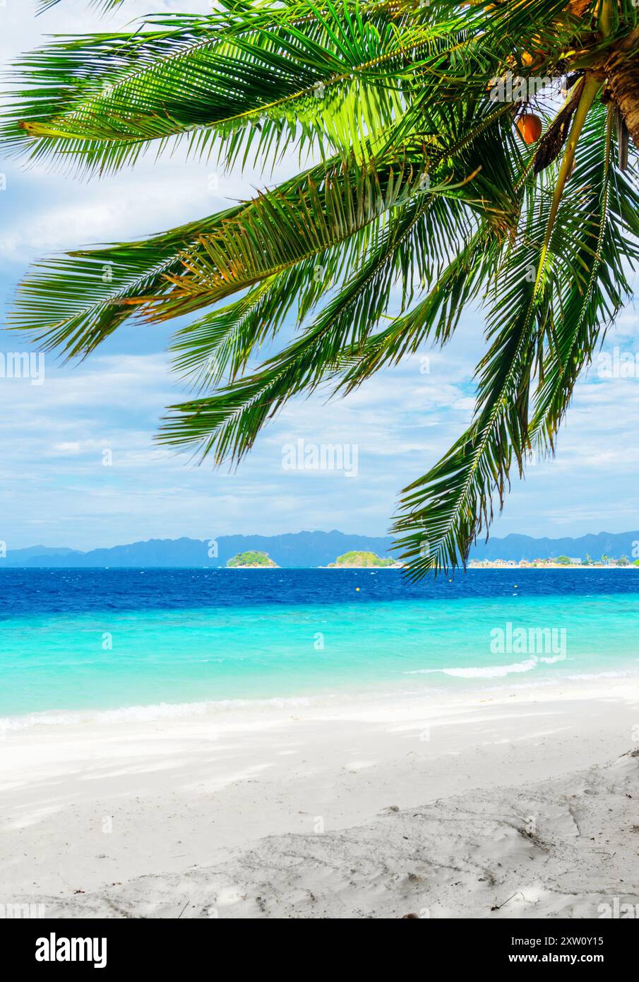 Green tree on white sand beach Stock Photo - Alamy