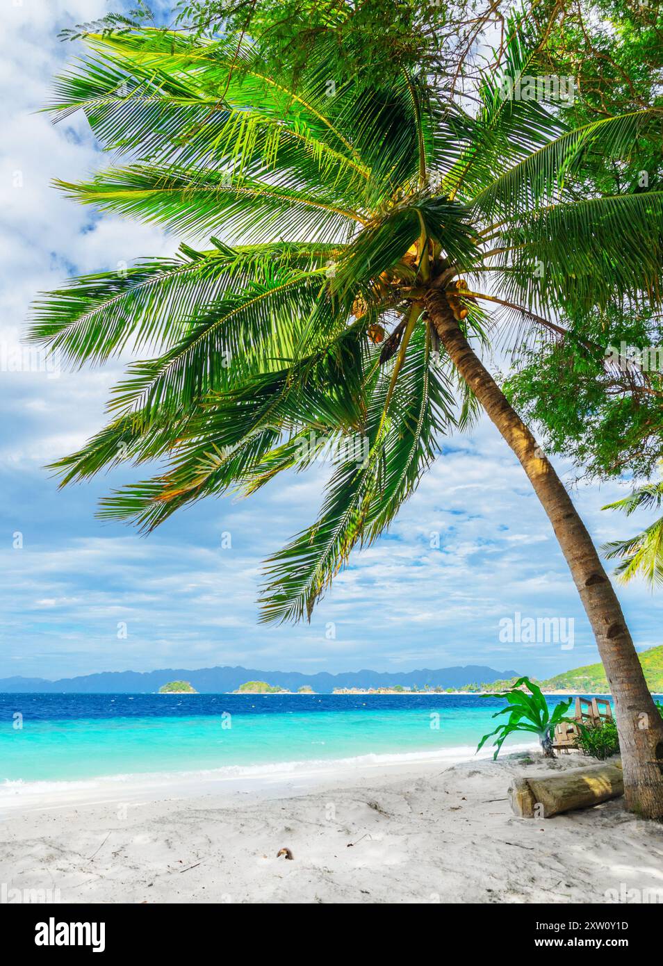 Green tree on white sand beach Stock Photo - Alamy