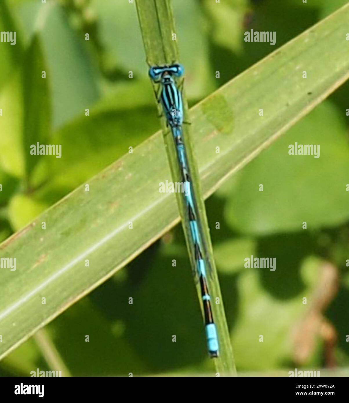 Big Bluet (Enallagma durum) Insecta Stock Photo - Alamy