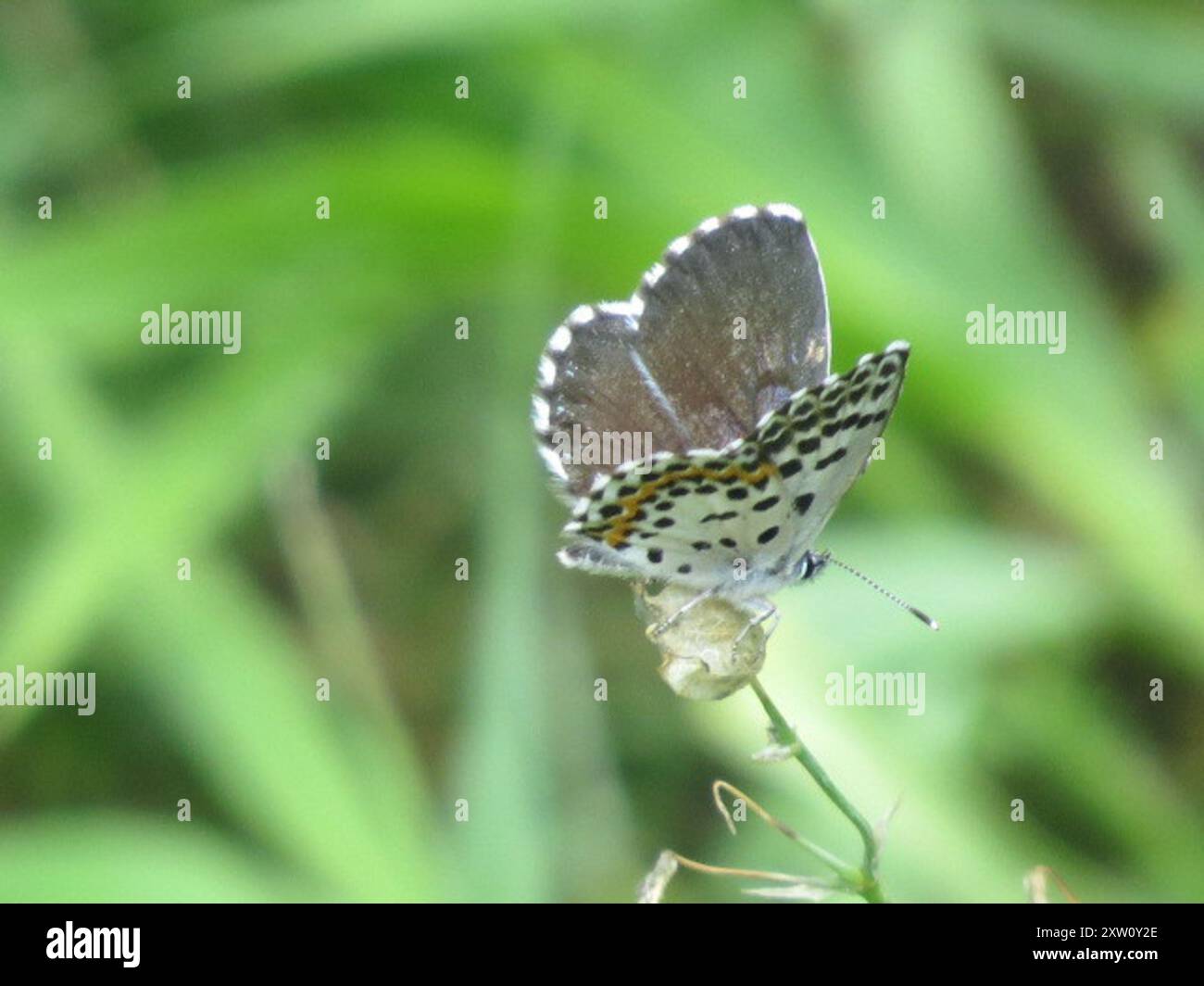 Chequered Blue (Scolitantides orion) Insecta Stock Photo - Alamy