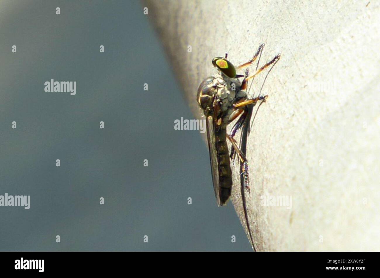 Northeastern Plumetop (Ommatius tibialis) Insecta Stock Photo - Alamy
