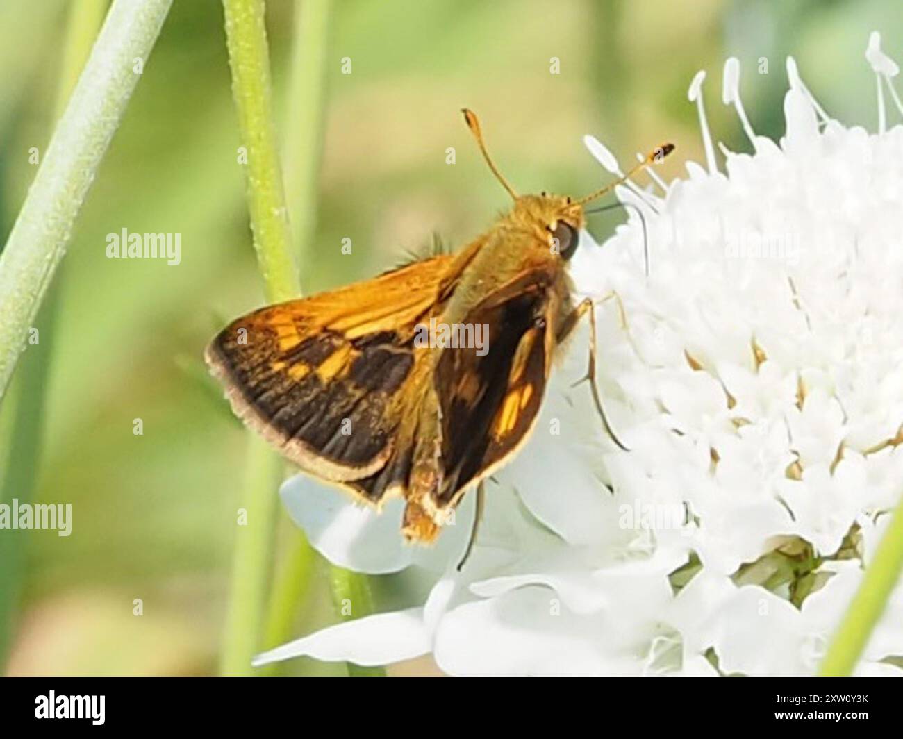 Peck's Skipper (Polites peckius) Insecta Stock Photo - Alamy