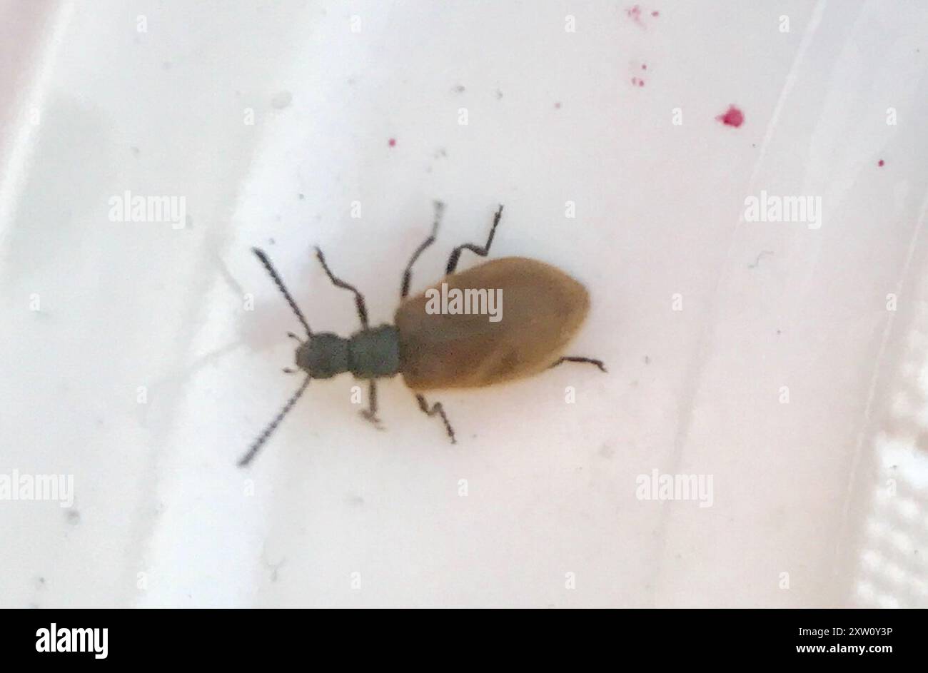 Rough-Haired Lagria Beetle (Lagria hirta) Insecta Stock Photo - Alamy