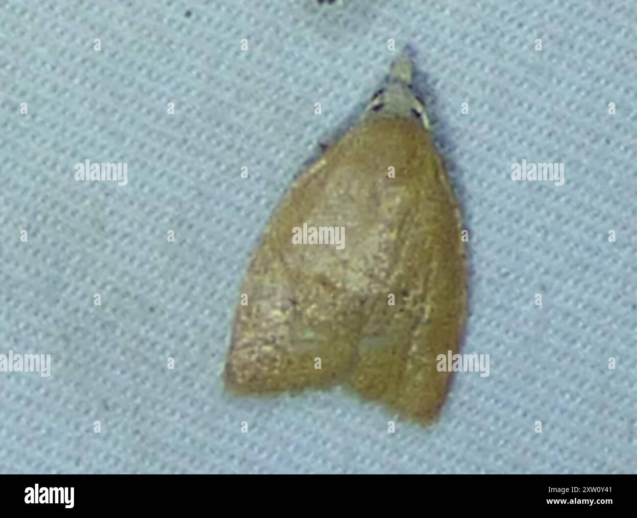 Batman Moth (Coelostathma discopunctana) Insecta Stock Photo - Alamy