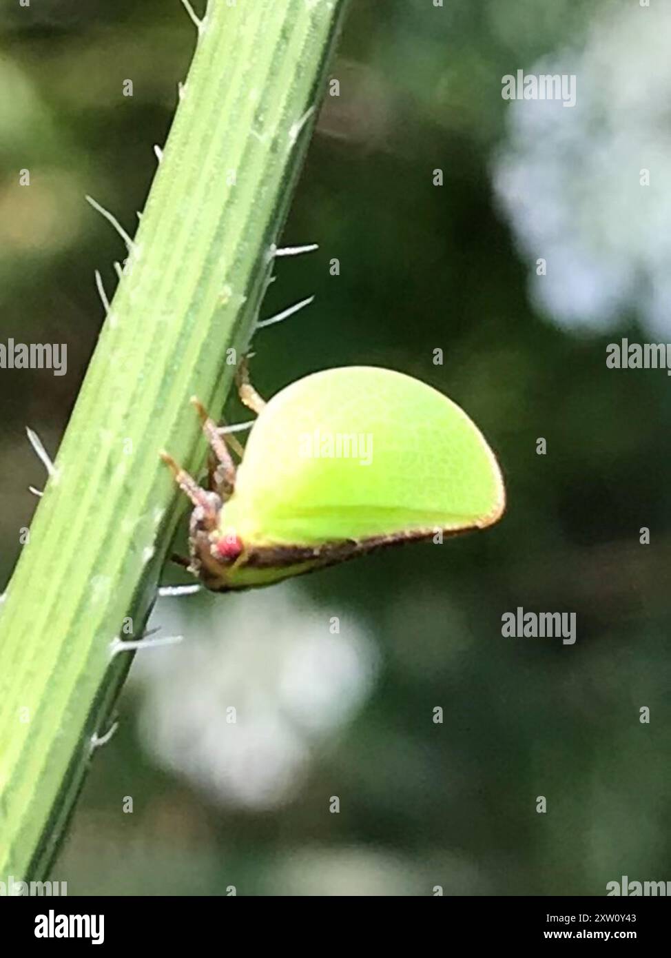 Two-striped Planthopper (Acanalonia bivittata) Insecta Stock Photo - Alamy