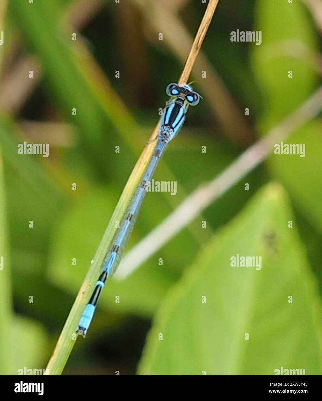 Familiar Bluet (Enallagma civile) Insecta Stock Photo - Alamy