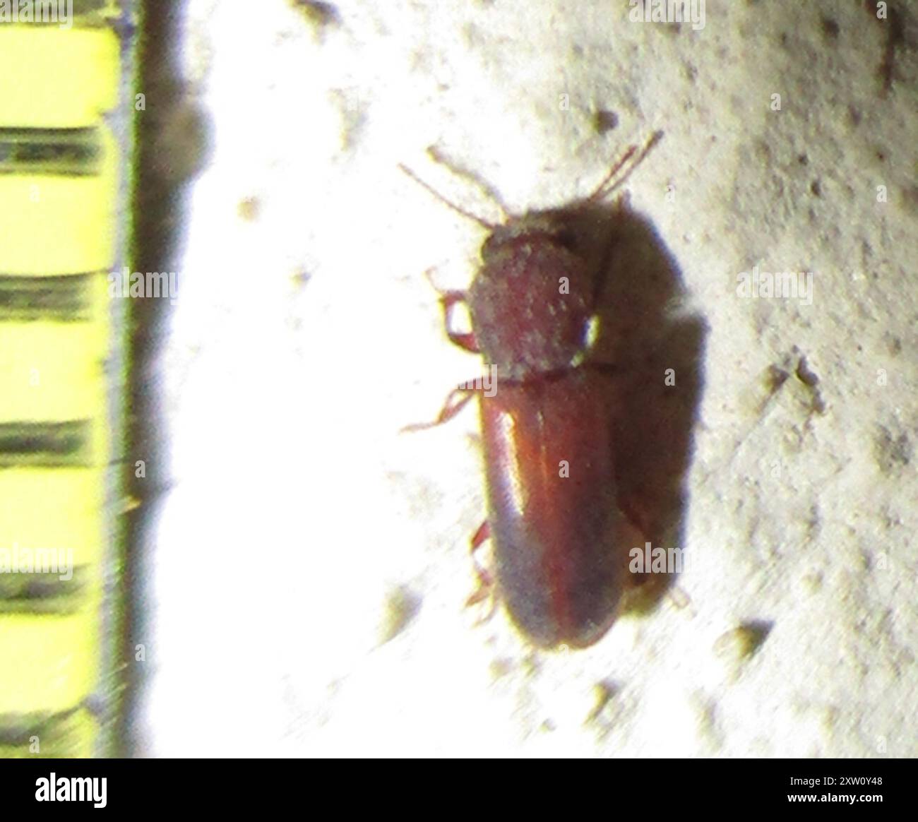 Powder-post Beetles (Lyctinae) Insecta Stock Photo - Alamy