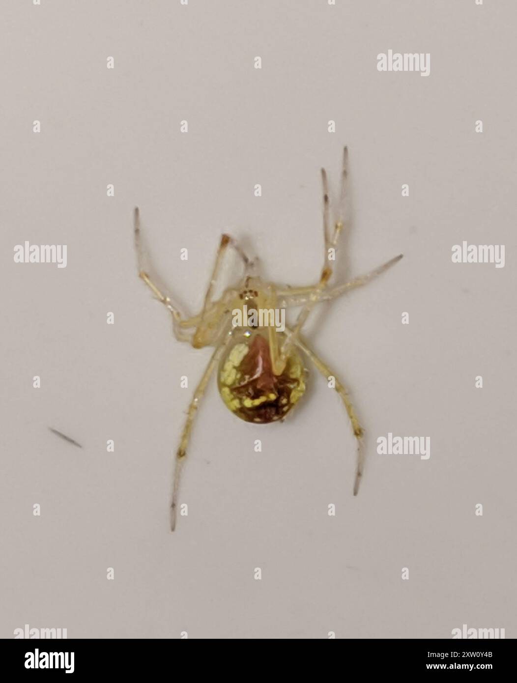 Comb-footed Spiders (Theridiidae) Arachnida Stock Photo - Alamy