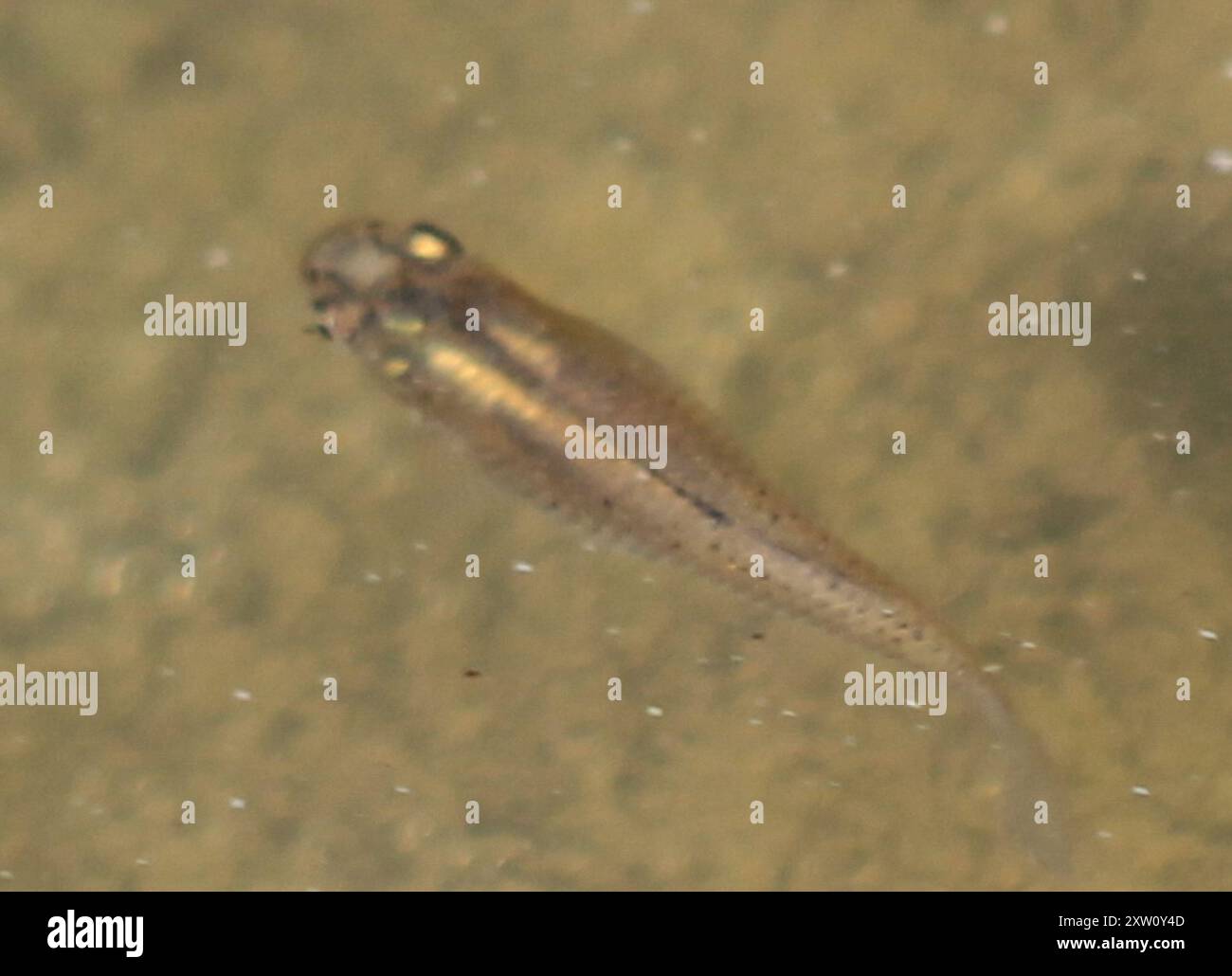 Western Mosquitofish (Gambusia affinis) Actinopterygii Stock Photo - Alamy