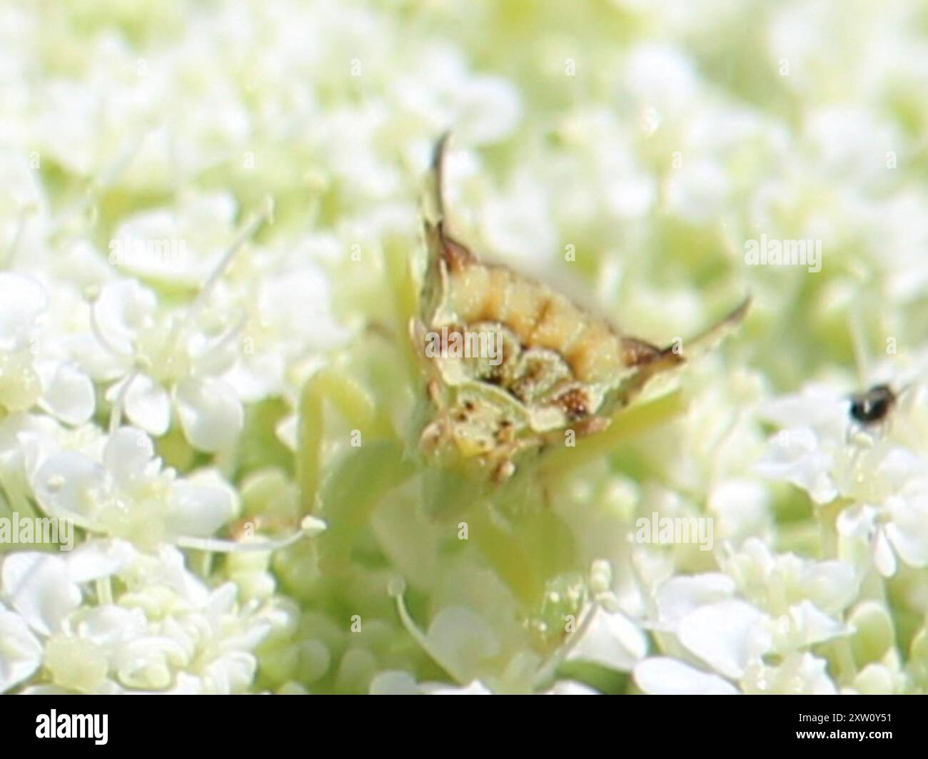 Jagged Ambush Bug (Phymata americana) Insecta Stock Photo - Alamy