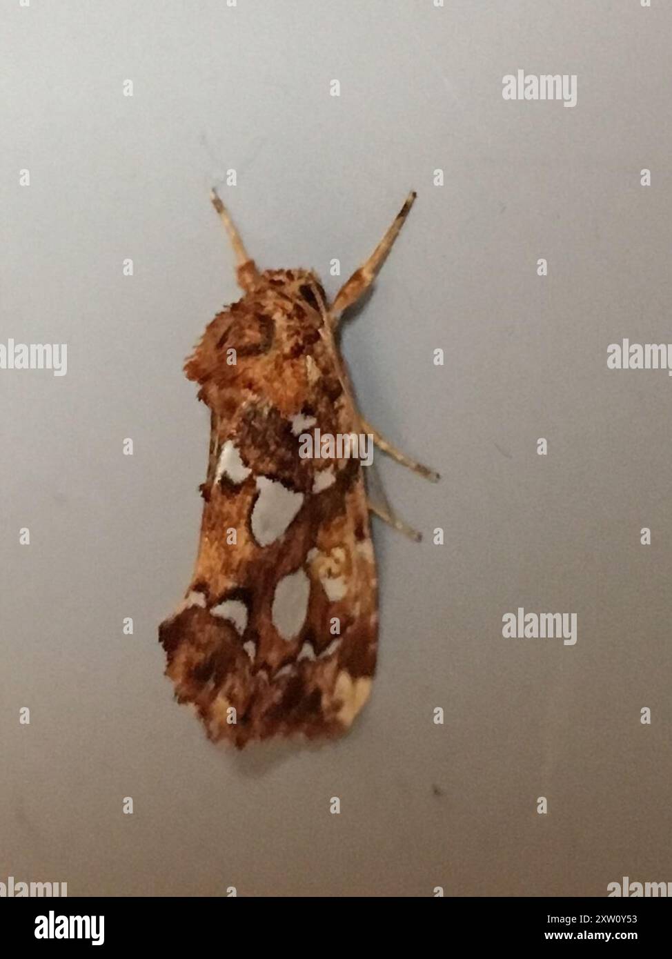 Silver-spotted Fern Moth (Callopistria cordata) Insecta Stock Photo - Alamy