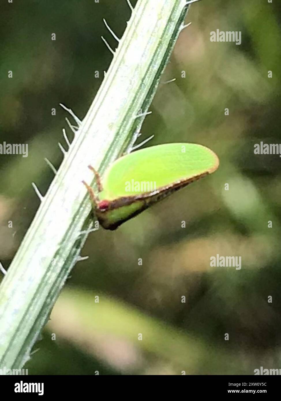 Two striped planthopper hi-res stock photography and images - Alamy