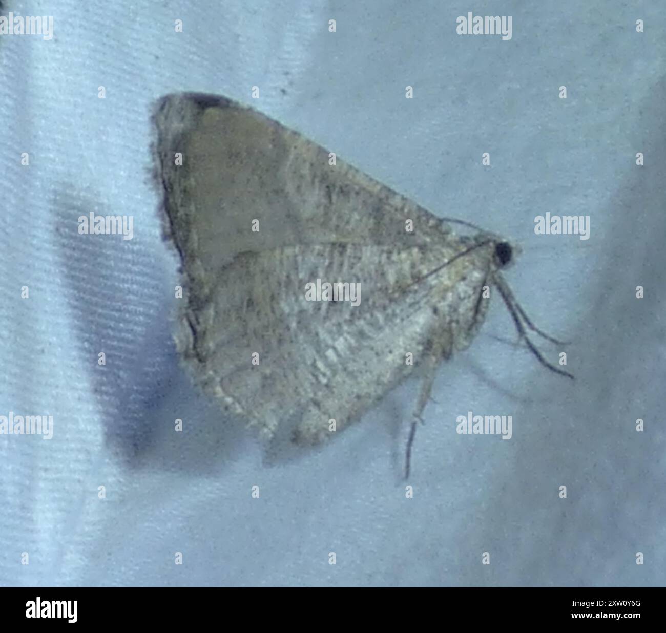 Angle Moths and Allies (Macariini) Insecta Stock Photo - Alamy