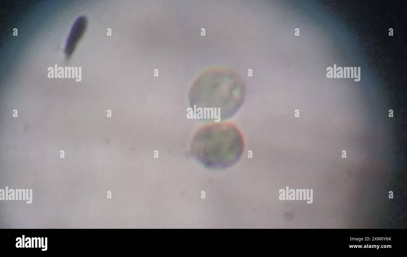 Hymenocephalus hi-res stock photography and images - Alamy
