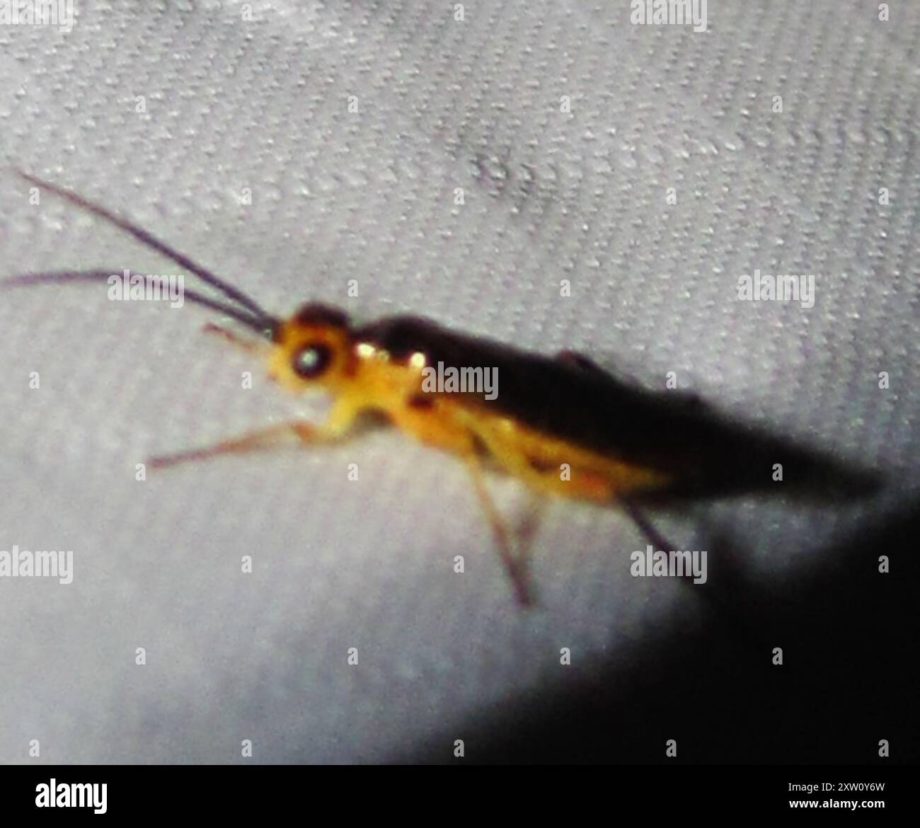 Locust Sawfly (Euura tibialis) Insecta Stock Photo - Alamy